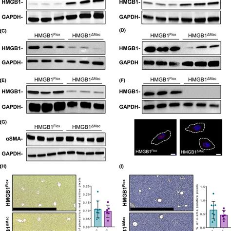 Macrophage‐specific Deletion Of High Mobility Group B1 Hmgb1 Does Not Download Scientific