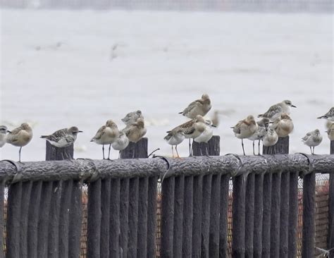 eBird Checklist 9 Oct 2022 佐賀市 大授搦東与賀海岸干潟よか公園 Saga Daijugarami
