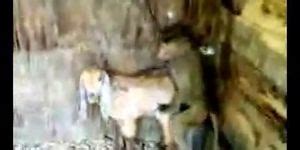 Monkey Sex Tnaflix Com