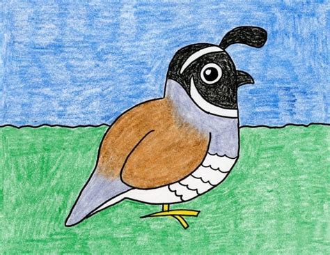 How To Draw A Quail Step By Step Easy For Preschoolers At Ellen