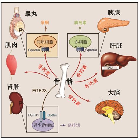 局部骨骼与系统器官的内分泌对话