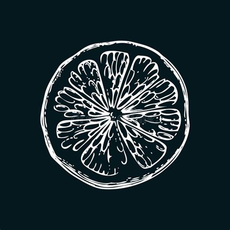 Vintage Lime Sketch On Chalkboard Citrus Fruit Slice Hand Drawn Vector Illustration Exotic