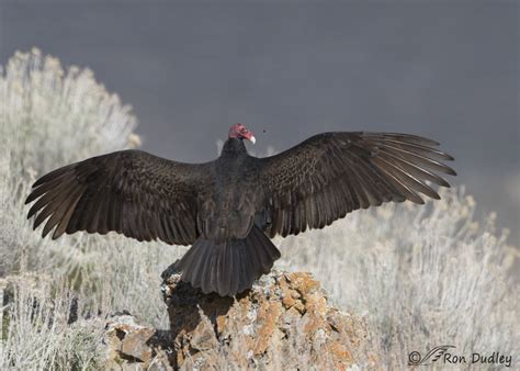 Turkey Vulture Wing Shape At Julius Scudder Blog