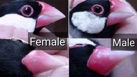 Java Finch Sparrow Male And Female Identify In Urdu And Hindi 2020 Youtube