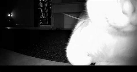 Trying To Control An App Based Cat Laser Turret Via My Own Website Imgur