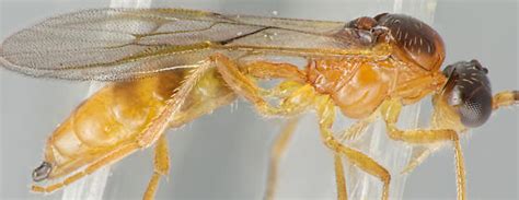 Aphidius Bugguide Net