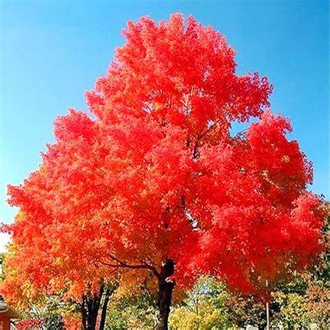 árbol De Arce Rojo En Flor