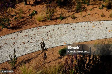 꽃 침대에있는 꽃이 만발한 Asters는 단일 재배 꽃의 양탄자를 형성합니다 키가 큰 잔디 뒤에 정원 배치 대초원 햇볕이 잘 드는 캐릭터 베이지 색 자갈로 멀칭 흰색 석회암