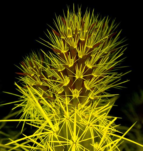 Fluorescence Transitions Nightsea