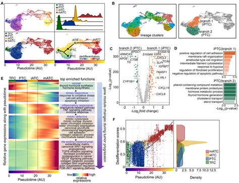 Single Cell Transcriptional Trajectory During Anaplastic Transformation Download Scientific