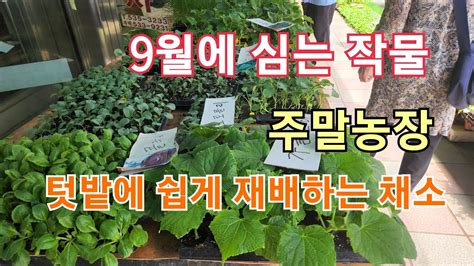 9월달 텃밭에 꼭 심어야 하는 채소들 주말농장 텃밭 작물 Youtube