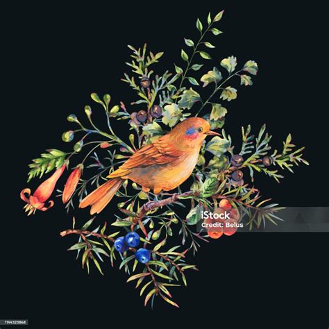 새 전나무 가지 열매 나 방 펀 꽃과 가지 자연 그림 검은 배경에 고립 된 수채화 빈티지 꽃 숲 인사말 카드 디자인 초대장