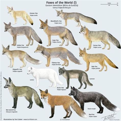 Fox Chart Wild Animals Pictures Animals Wild Rare Animals