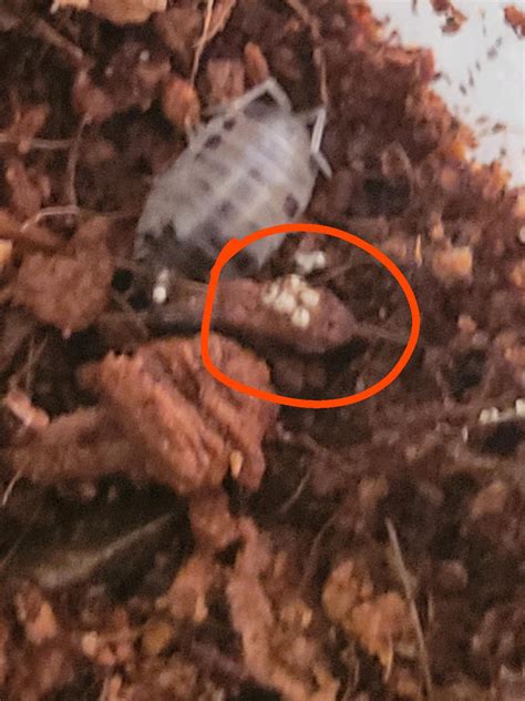 Dairy Cow Isopods Eggs At Debra Lunsford Blog