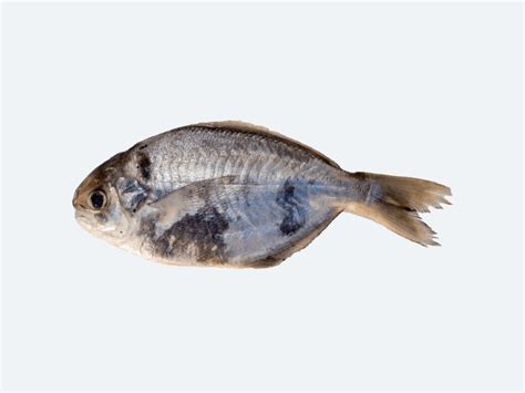Japanese Butterfish Name