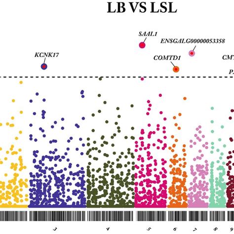 Detection Of Genetic Differentiation Between Lb And Lsl Manhattan Plot Download Scientific