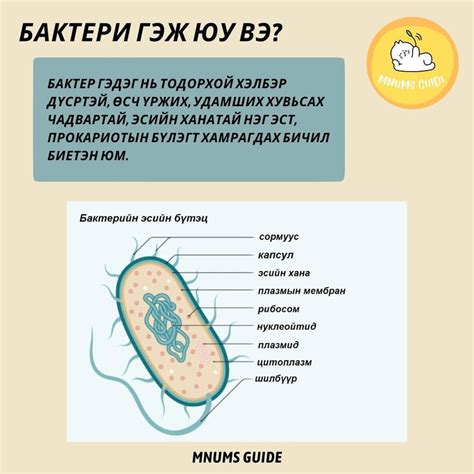 БАКТЕРИ ГЭЖ ЮУ ВЭ Бактерий эсийн Tserensambuu Sharav Facebook