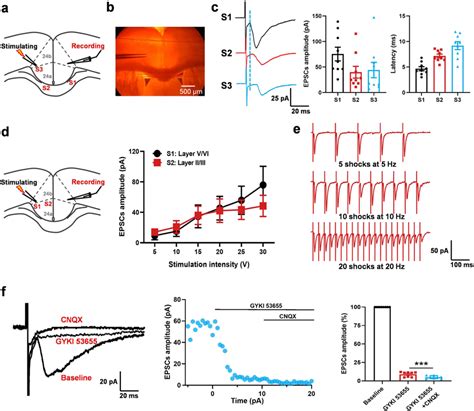 Ampaka Receptors Mediated Glutamatergic Excitatory Synaptic