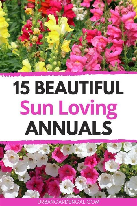 15 Full Sun Annual Flowers Artofit