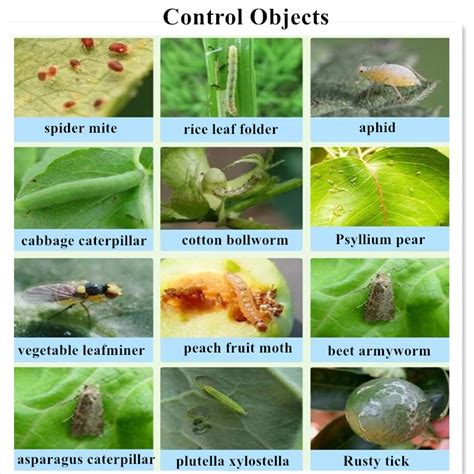 Buprofezin Insecticide Uses Effective And Eco Friendly Pest Control