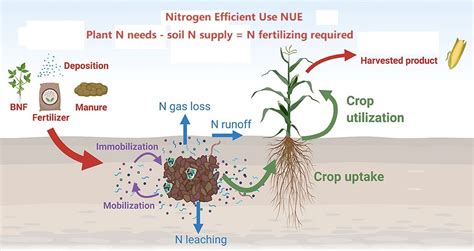 Nitrogen Efficiency Nitrogen Fertilizers Sustainableagriculture Agrofuture Luca Buzzotta