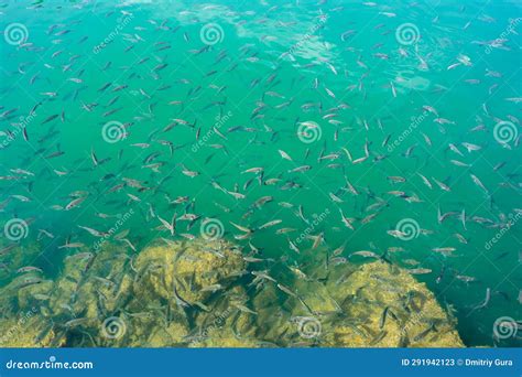 School Of Fish Underwater Fish In The Sea Stock Image Image Of