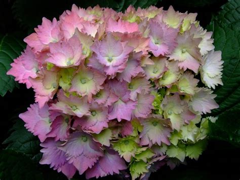 Hydrangea Planting Guide