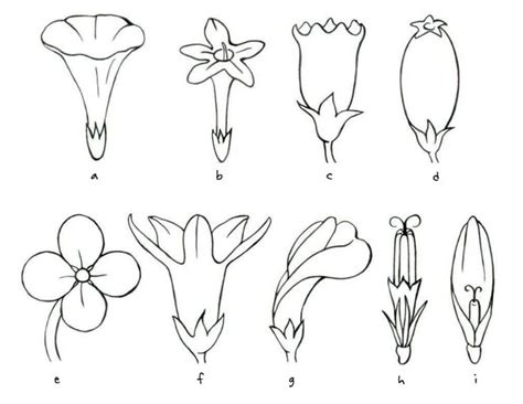 Basic Flower Shape