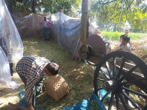 နေပီယာမြက် သို့မဟုတ် မြက်ချိုစိုက်ပြီး ဝက်စာကျွေးချင်တဲ့ မိတ်ဆွေတို့အတွက် မြက်ပင် 45ရက်သားဆိုရင