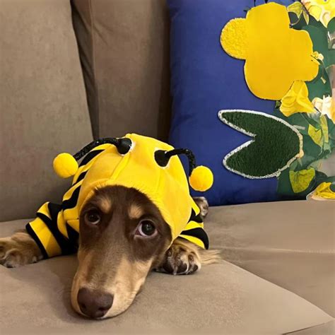 Dachshund Costumes For Halloween Or Everyday Photoshoot