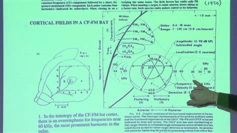 Auditory Cortex Language Bats And Echolocation YouTube
