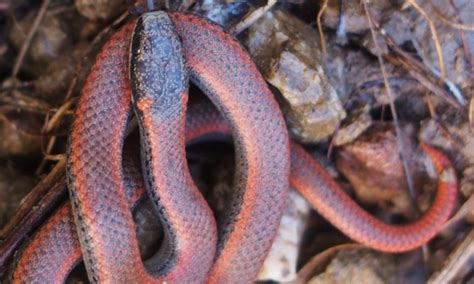 Seasons Of The Snake Mayne Island Conservancy