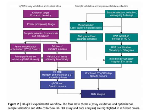 Gene Quantification And Optimisation Real Time Kinetic Pcr Rt Pcr Reactions