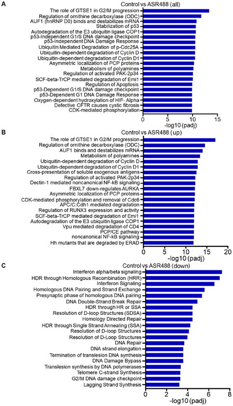 Reactome Pathway Analysis The Reactome Pathway Enrichment Analysis Of Download Scientific
