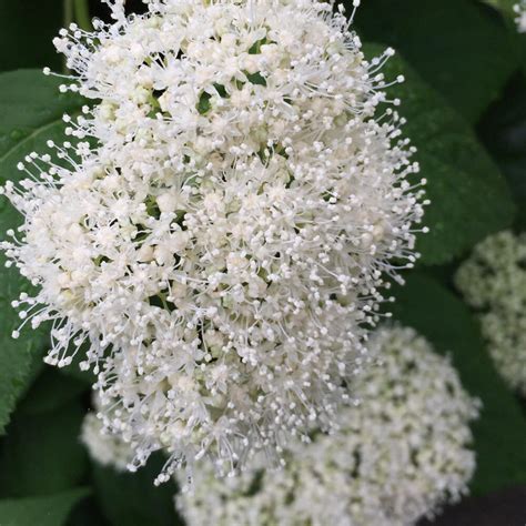 Hydrangea Arborescens