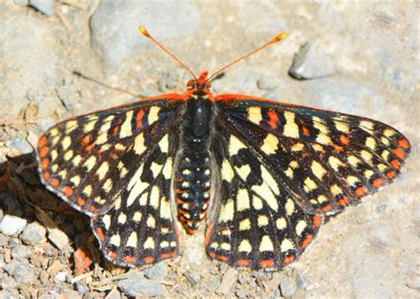 Variable Checkerspot Butterfly Euphydryas Chalcedona