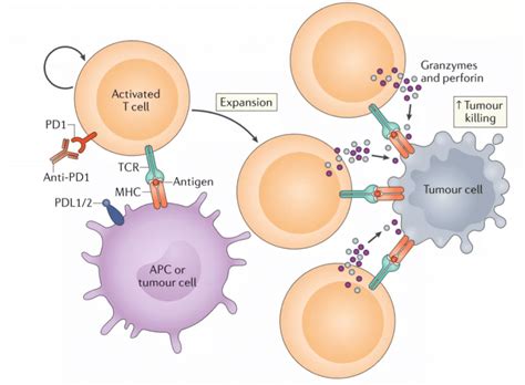 Til疗法即将进入临床使用：免疫时代，肺癌患者如何科学选择？ 生命科学 澎湃新闻 The Paper