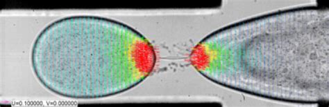 Microfluidics Software Dantec Dynamics