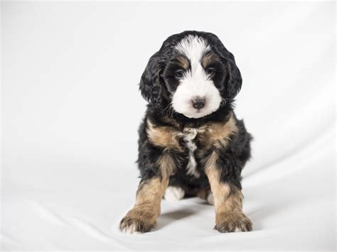 Husker Doodles Carmen Bernie Puppies Past Puppies Fall 2017