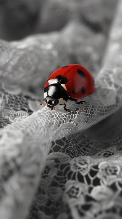Free Ladybug On Lace Image Ladybug Lace Red Download At Stockcake