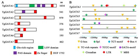 Structural Features And Light Responsive Cis Element Analysis Of Download Scientific Diagram