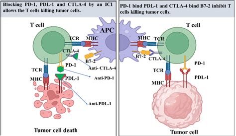 A Review Of The Mechanism Of Immune Checkpoint Inhibitors ICIs In Download Scientific Diagram
