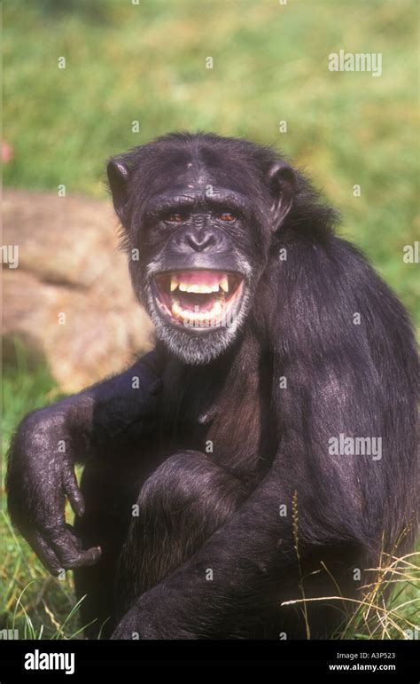 Lachender Schimpanse Fotos Und Bildmaterial In Hoher Auflösung Alamy
