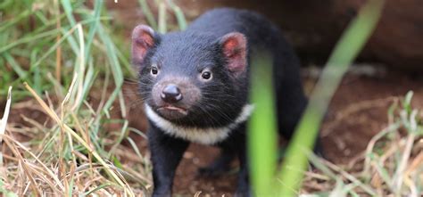 Tasmanian Devil Celebrates Birthday At Aussie Ark Sanctuary