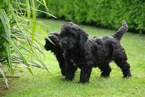Cockapoo Caractéristiques Caractère Santé Alimentation Et Prix