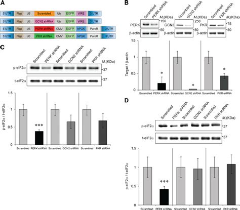 Perk Is The Major Kinase To Determine Basal Levels Of P Eif2 ␣ A