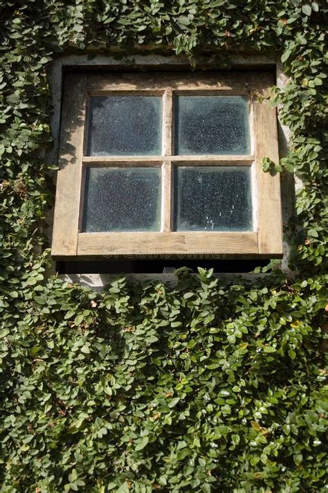 Small Window Stock Image Image Of Grow Vertical Vegetation 900537
