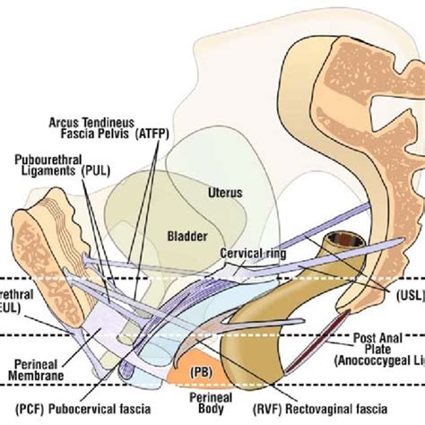 Uroflowmetry Mms Flowmaster Flow Scale 25 Ml S A Uroflowmetry At Download Scientific