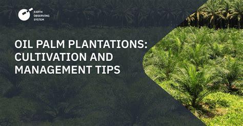 Oil Palm Plantation Cultivation And Management Tips For Growers Eos