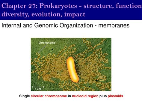 Ppt Chapter 27 Prokaryotes Structure Function Diversity